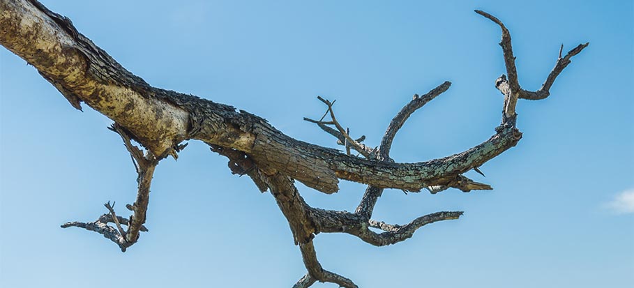 Common Potted Acer Tree Problems & How to Prevent Them - Fantastic ...